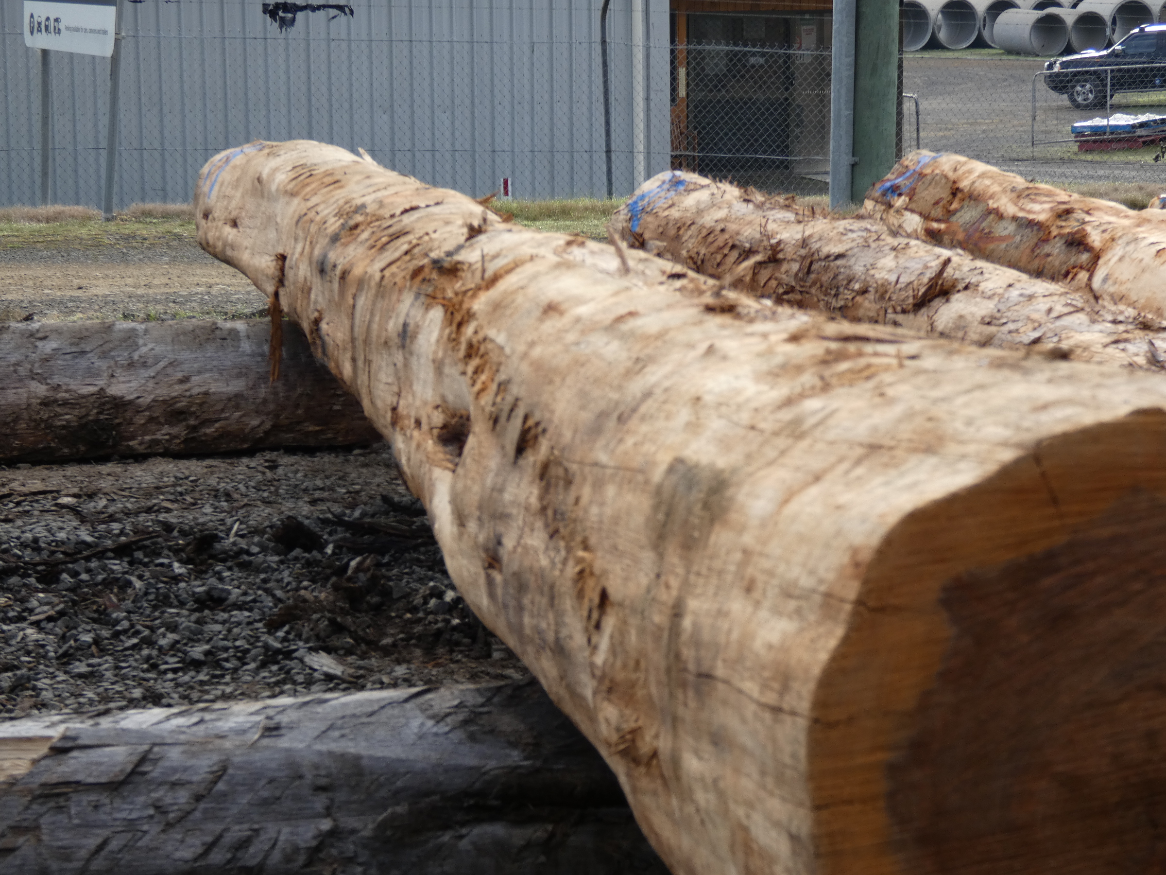 Log 19, Ti tree, red-heart | Island Specialty Timbers