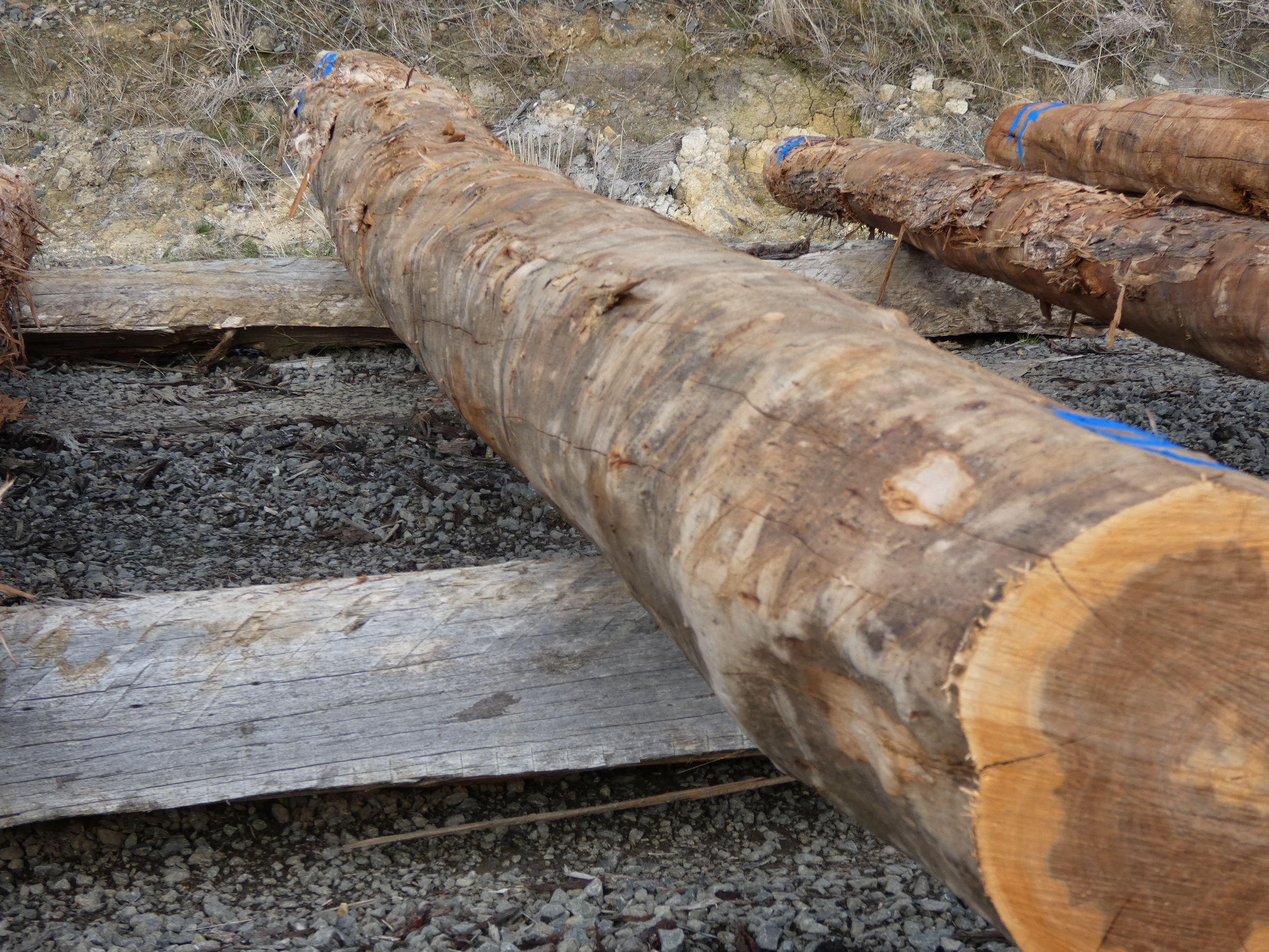 Log 19, Ti tree, red-heart | Island Specialty Timbers