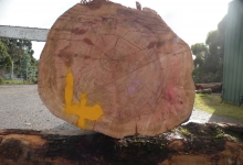 Current Tender | Island Specialty Timbers